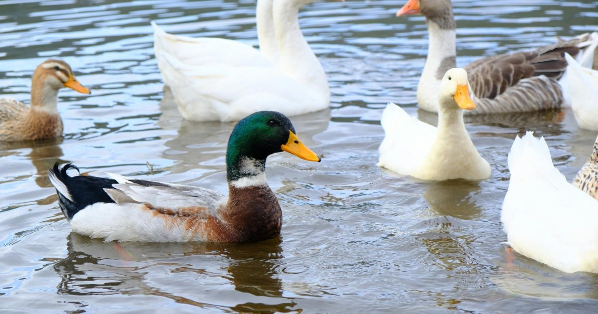 Vogelgrippe-Ausbruch in Geflügelbetrieb: Bestand muss gekeult werden ...