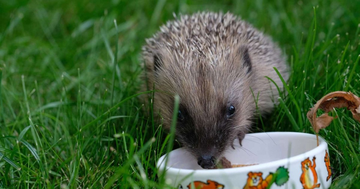 Gefahr durch Mähroboter: Wie Gartenbesitzer Igel schützen können | Kreisverwaltung Rhein-Pfalz-Kreis